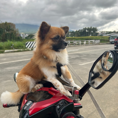 DVD Meet the Team | DVD Networks