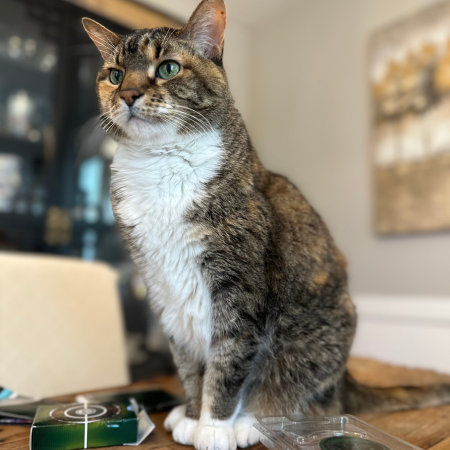 DVD Meet the Team | DVD Networks