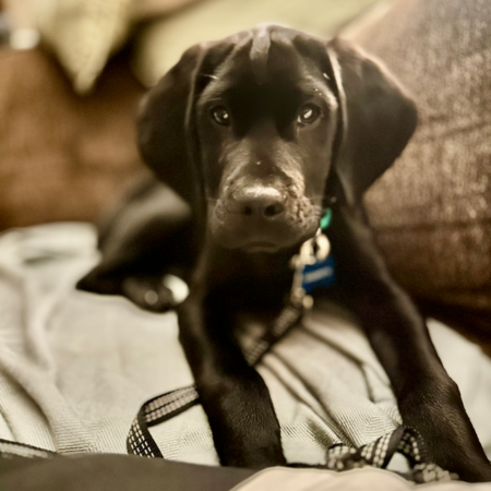 DVD Meet the Team | DVD Networks