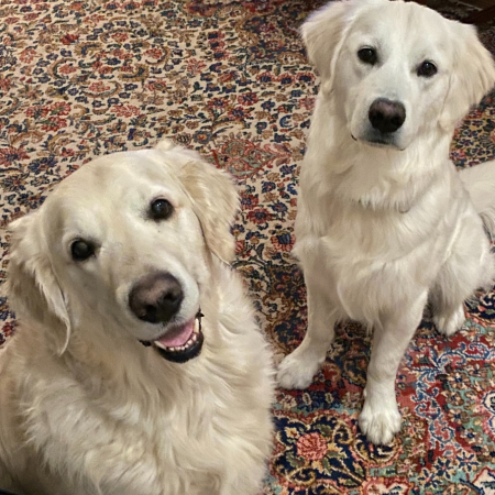 DVD Meet the Team | DVD Networks