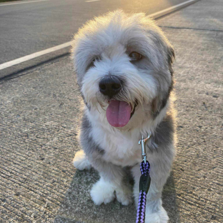 DVD Meet the Team | DVD Networks